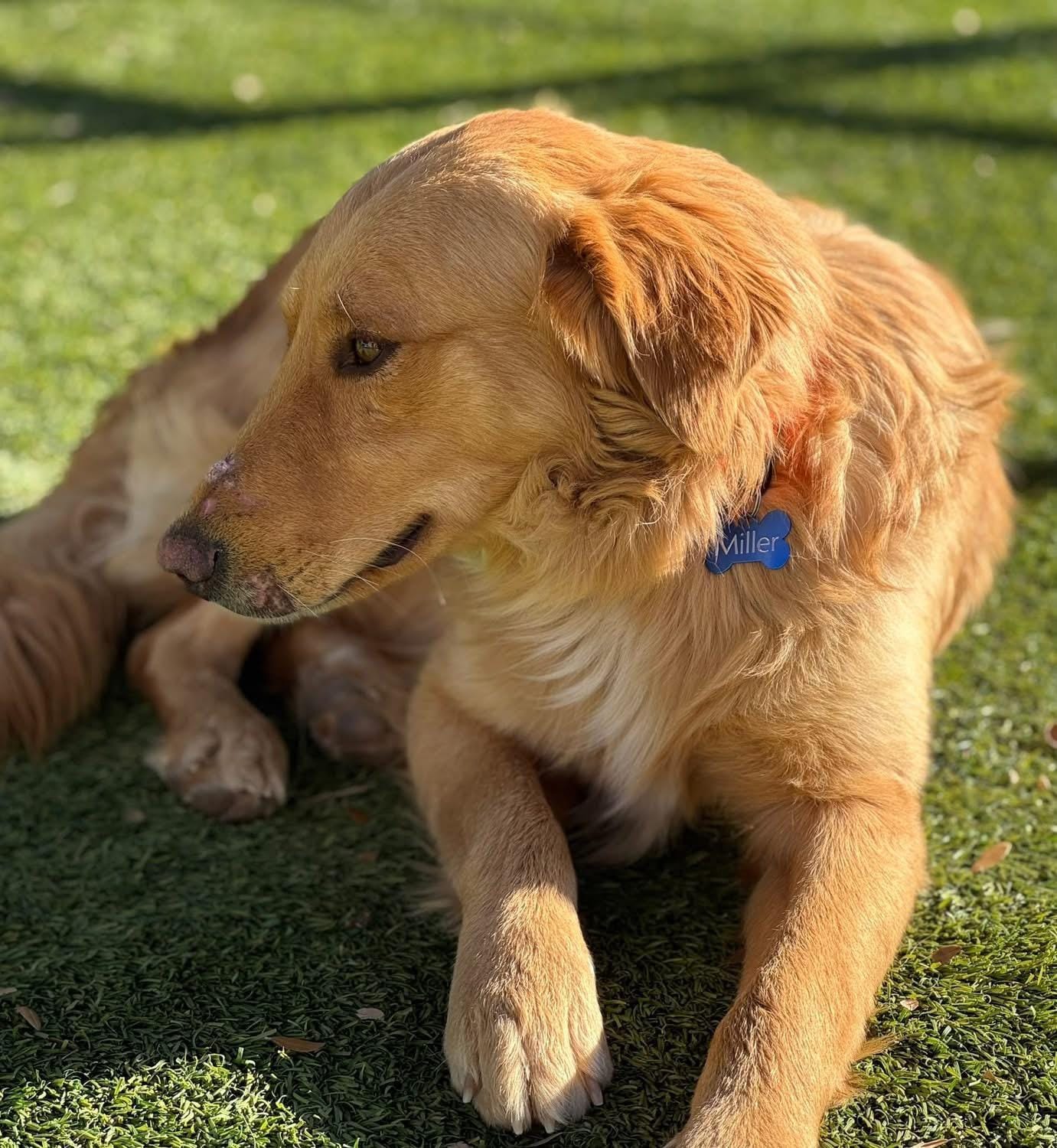 Adopt Bud Today - Pets TheCountyOffice