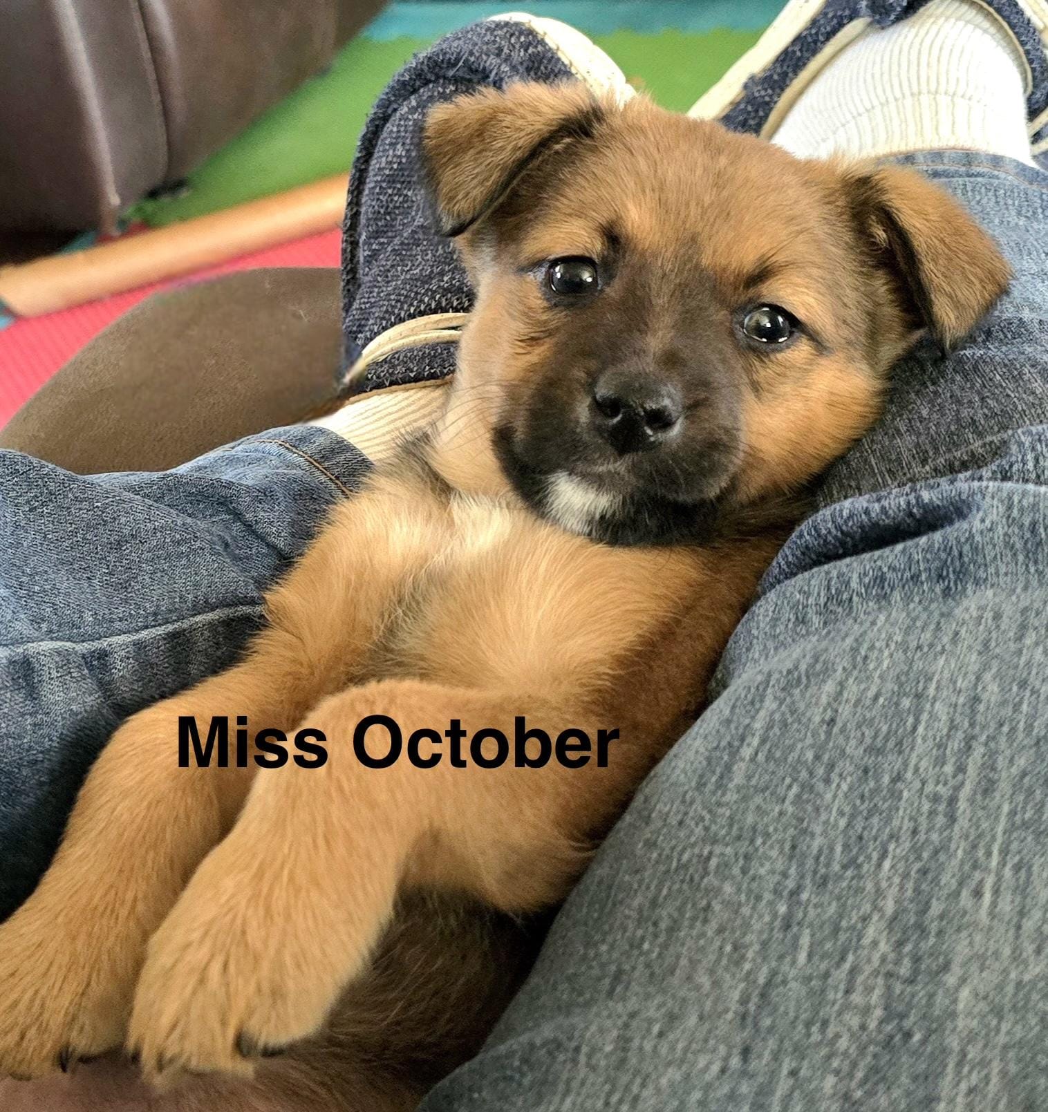 Adopt Gia Today - Pets TheCountyOffice