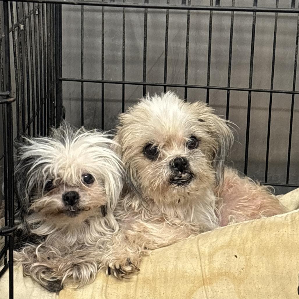 Adopt Geno Today - Pets TheCountyOffice