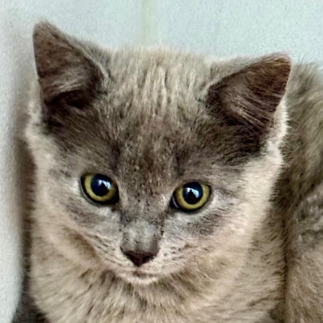 Adopt Fern Today - Pets TheCountyOffice