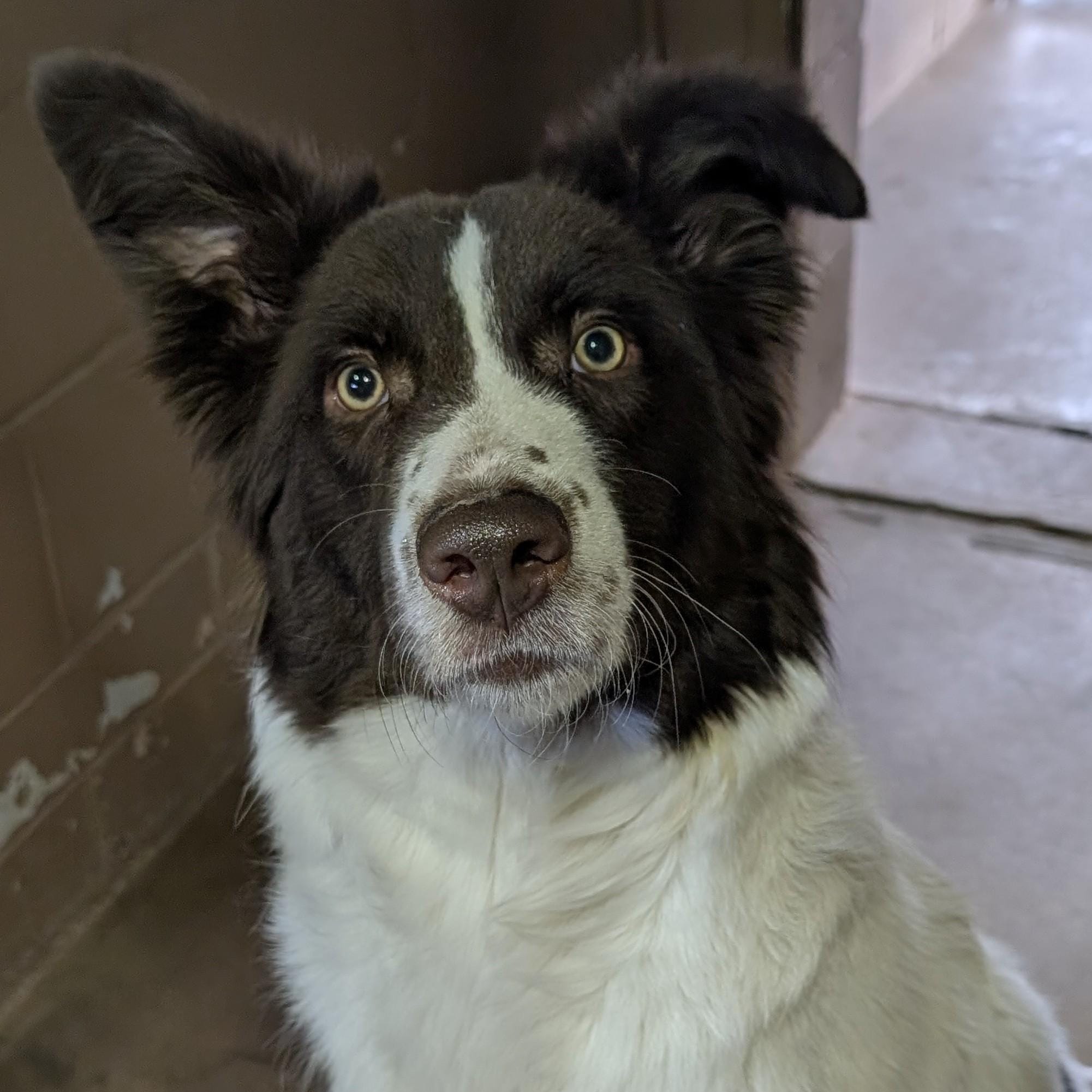 Adopt Remmy Today - Pets TheCountyOffice
