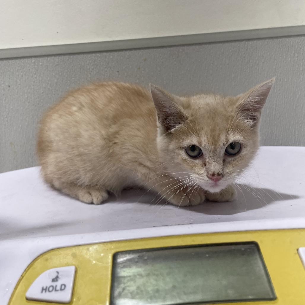 Adopt Chippy Today - Pets TheCountyOffice