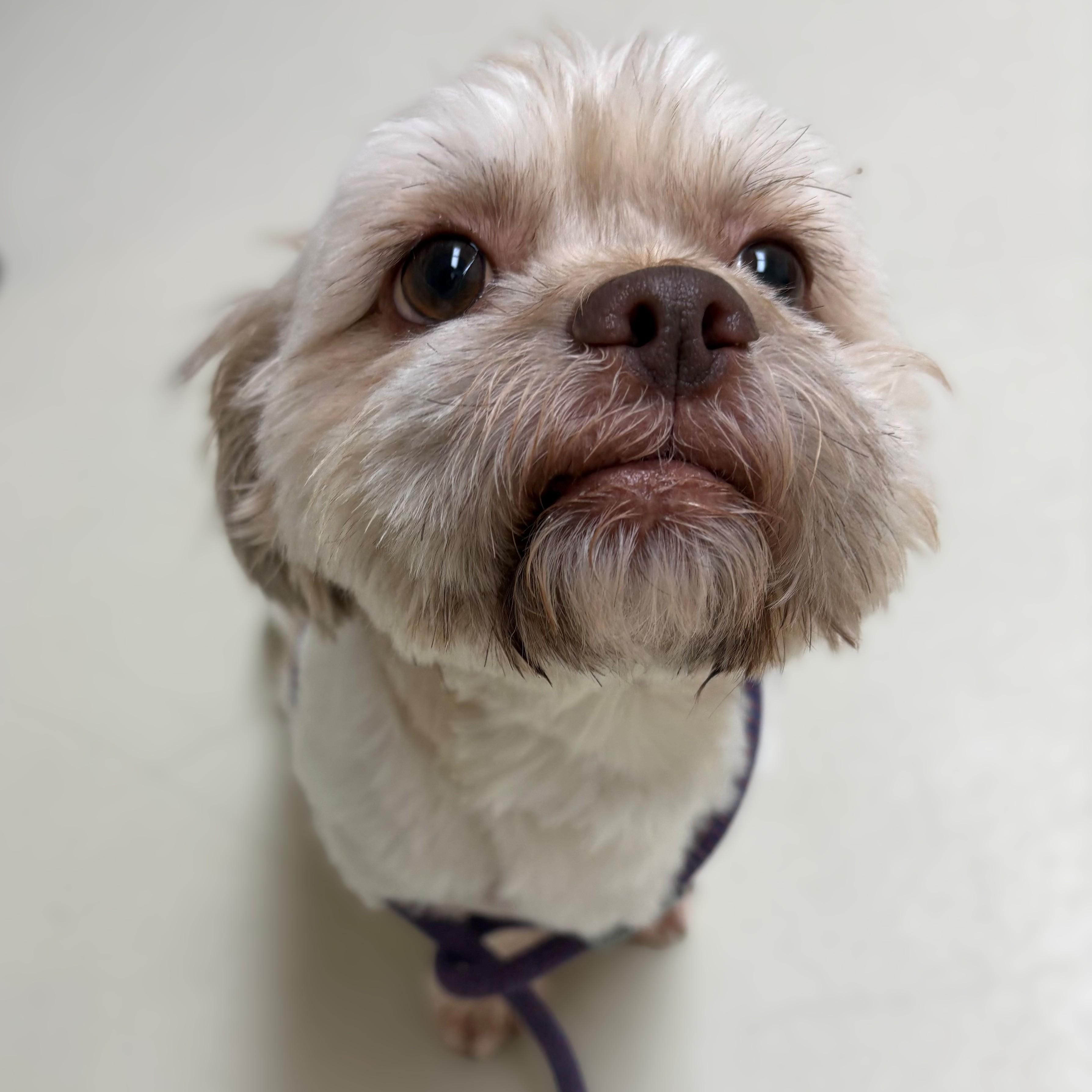Adopt Banjo- #50356 Today - Pets TheCountyOffice
