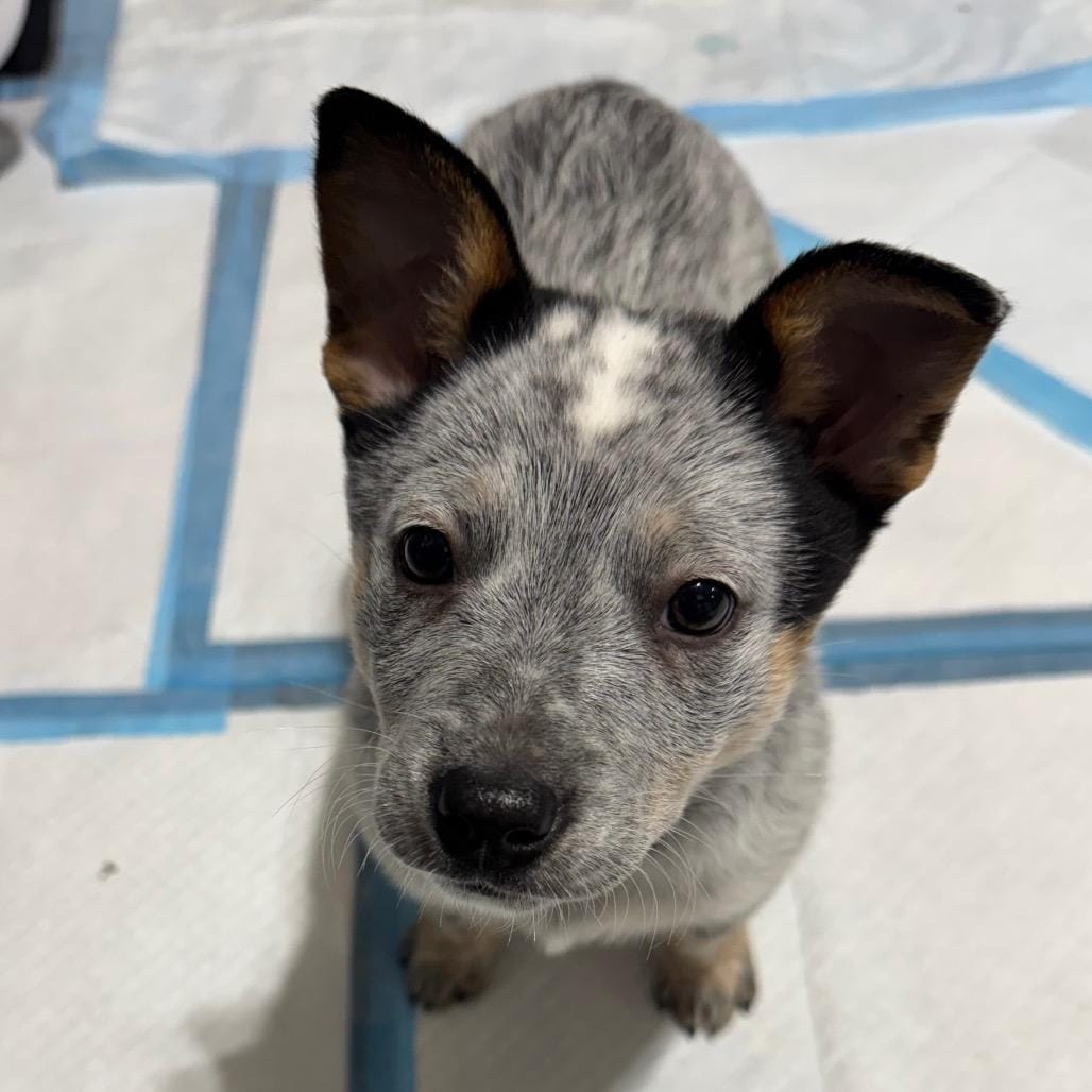 Adopt Rita Today - Pets TheCountyOffice