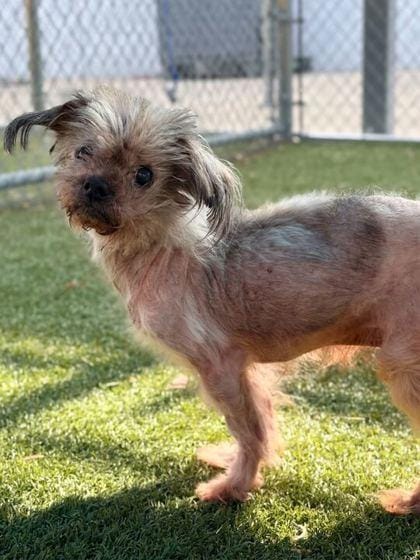 Adopt Nano Today - Pets TheCountyOffice