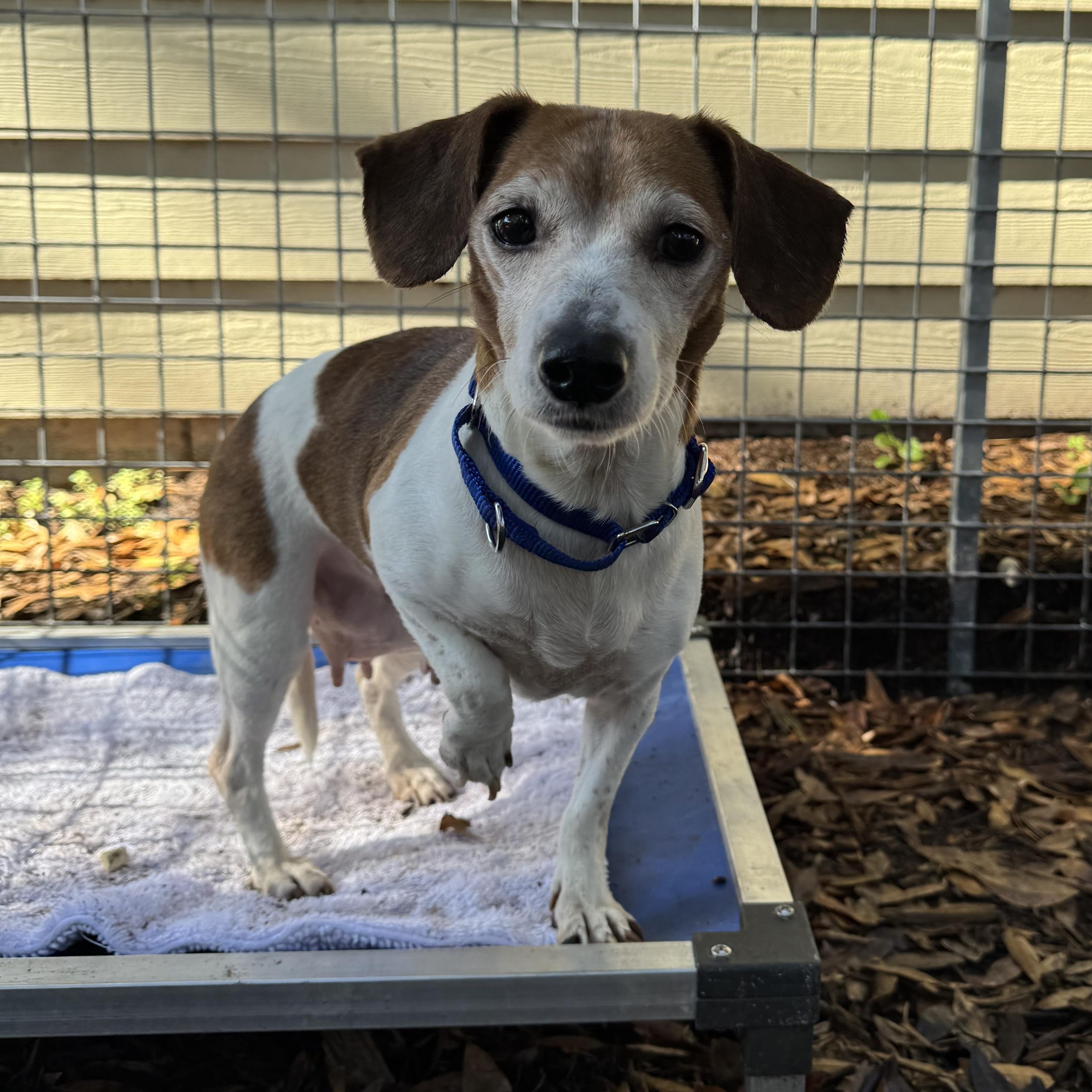 Adopt Amee Today - Pets TheCountyOffice