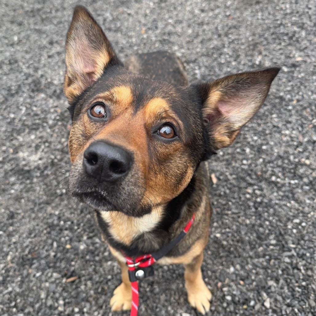 Adopt Bert Today - Pets TheCountyOffice