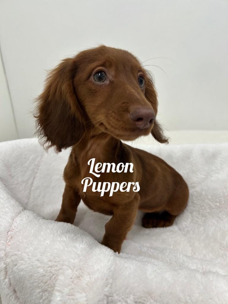Adopt Lemon Puppers Today - Pets TheCountyOffice