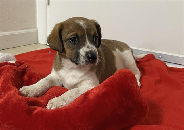 Adopt BEAUTY Today - Pets TheCountyOffice
