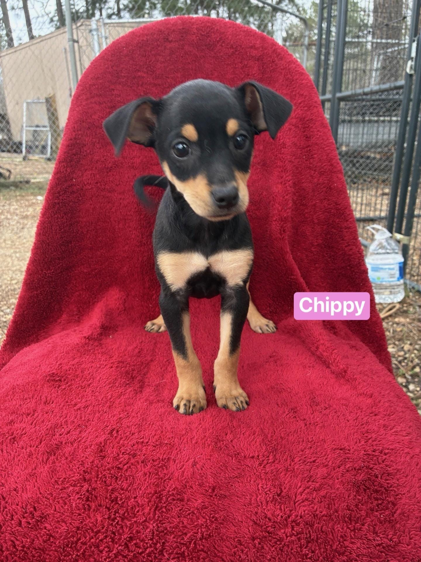 Adopt Bitsy Today - Pets TheCountyOffice