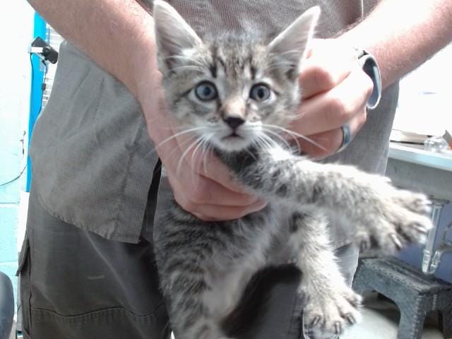 Adopt SPARK Today - Pets TheCountyOffice