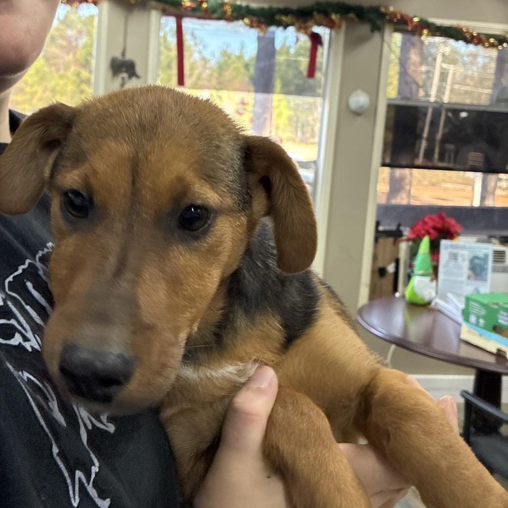 Adopt Maximus Decimus Meridus (commander of the armies of the north ...