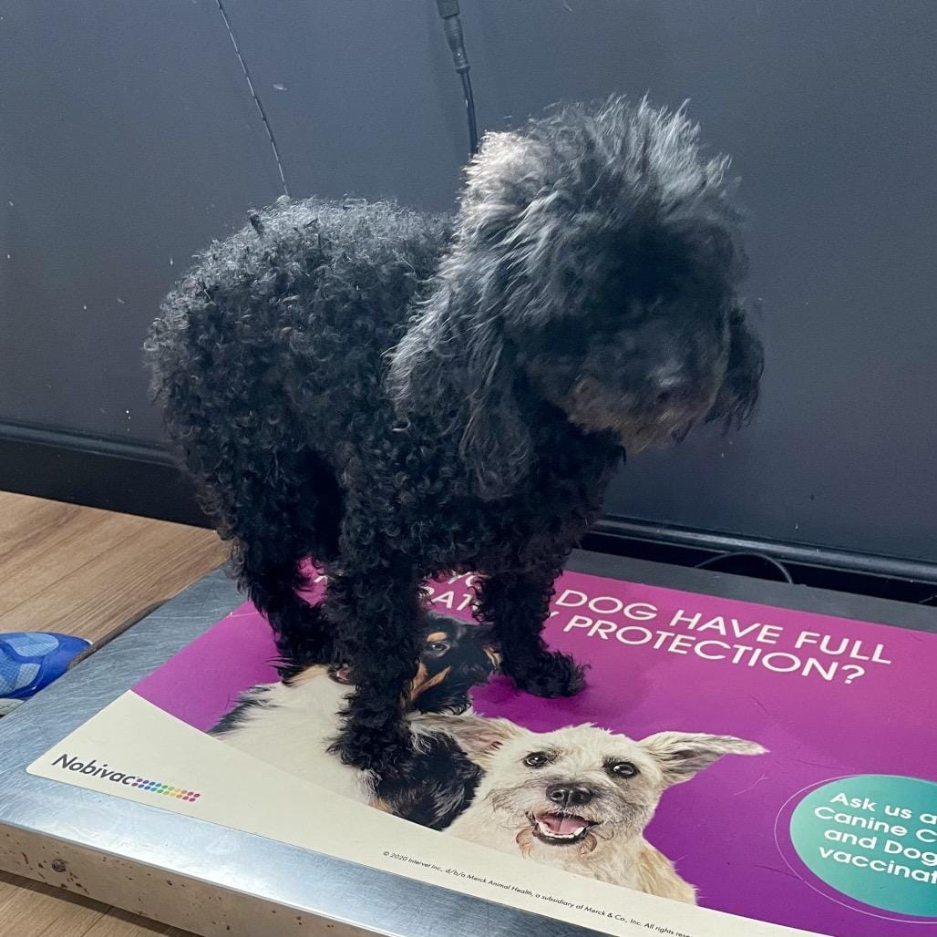 Adopt Fifi Today - Pets TheCountyOffice