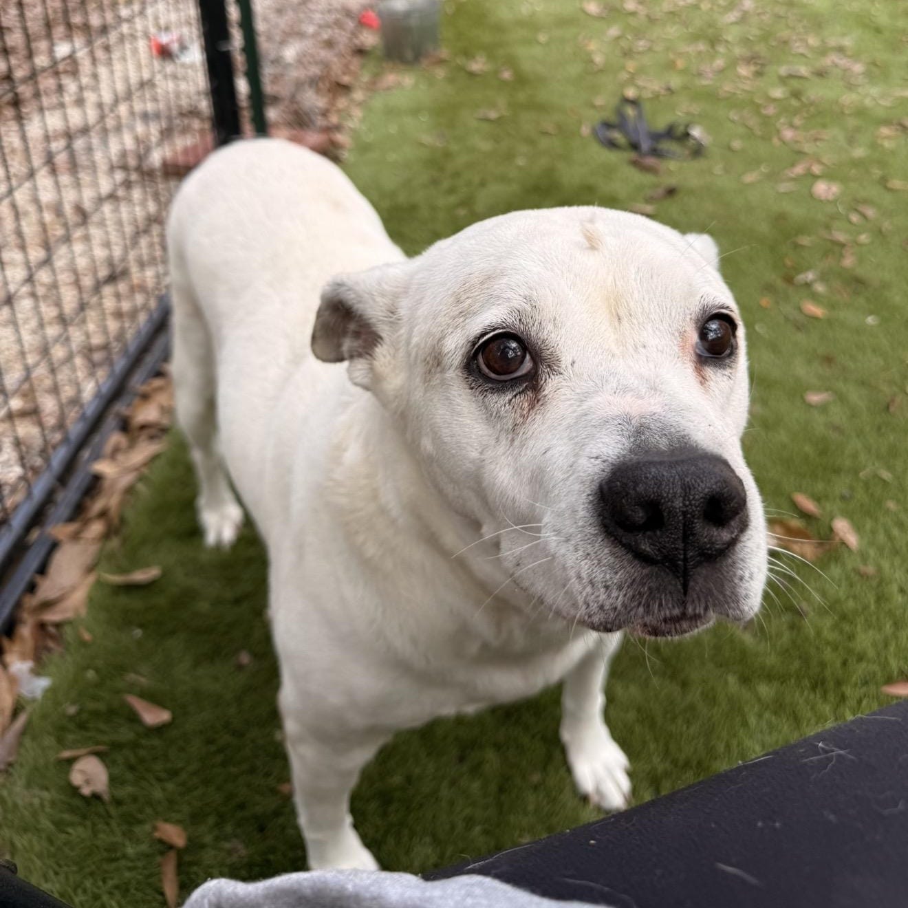 Adopt Zena Today - Pets TheCountyOffice