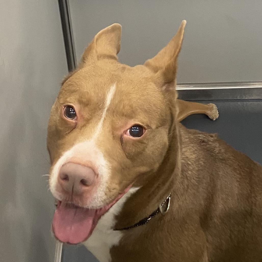 Adopt Tink Today - Pets TheCountyOffice