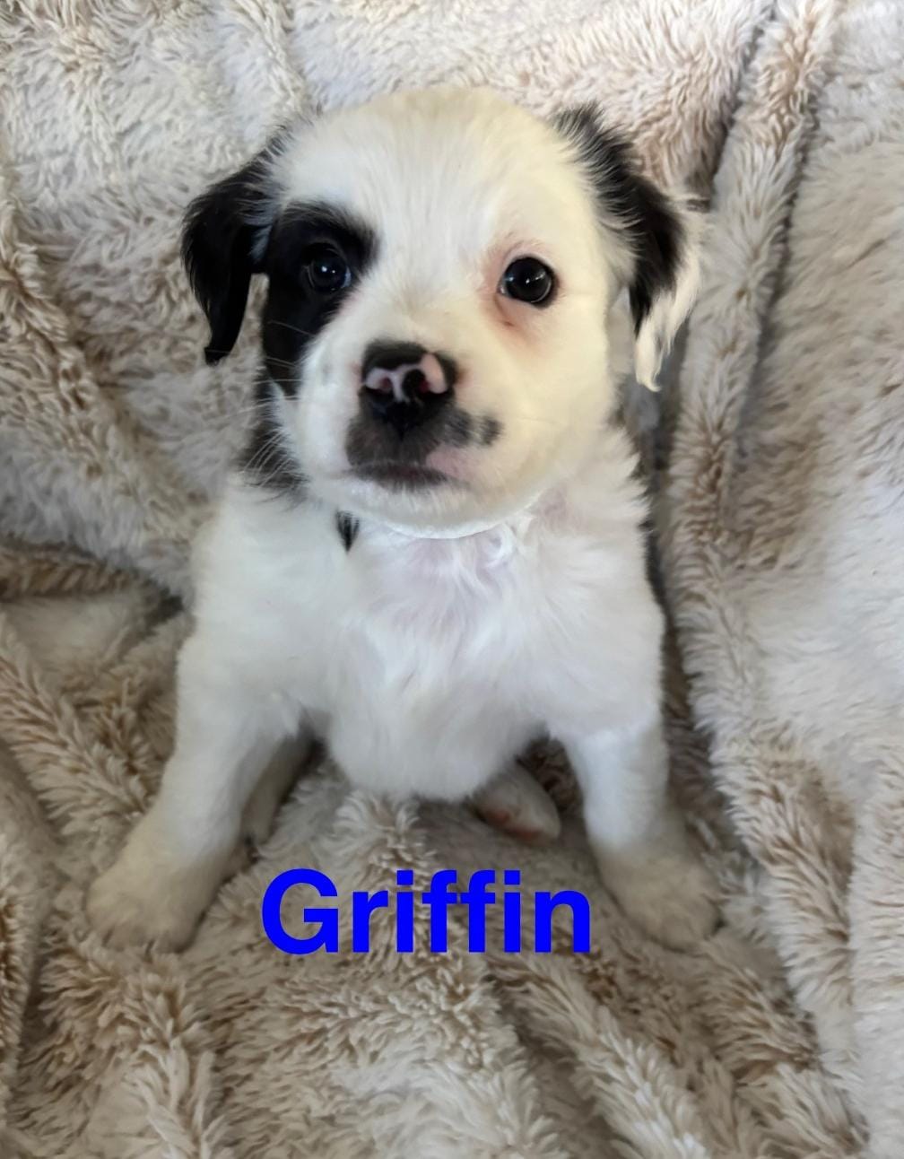 Adopt Griffin Today - Pets TheCountyOffice