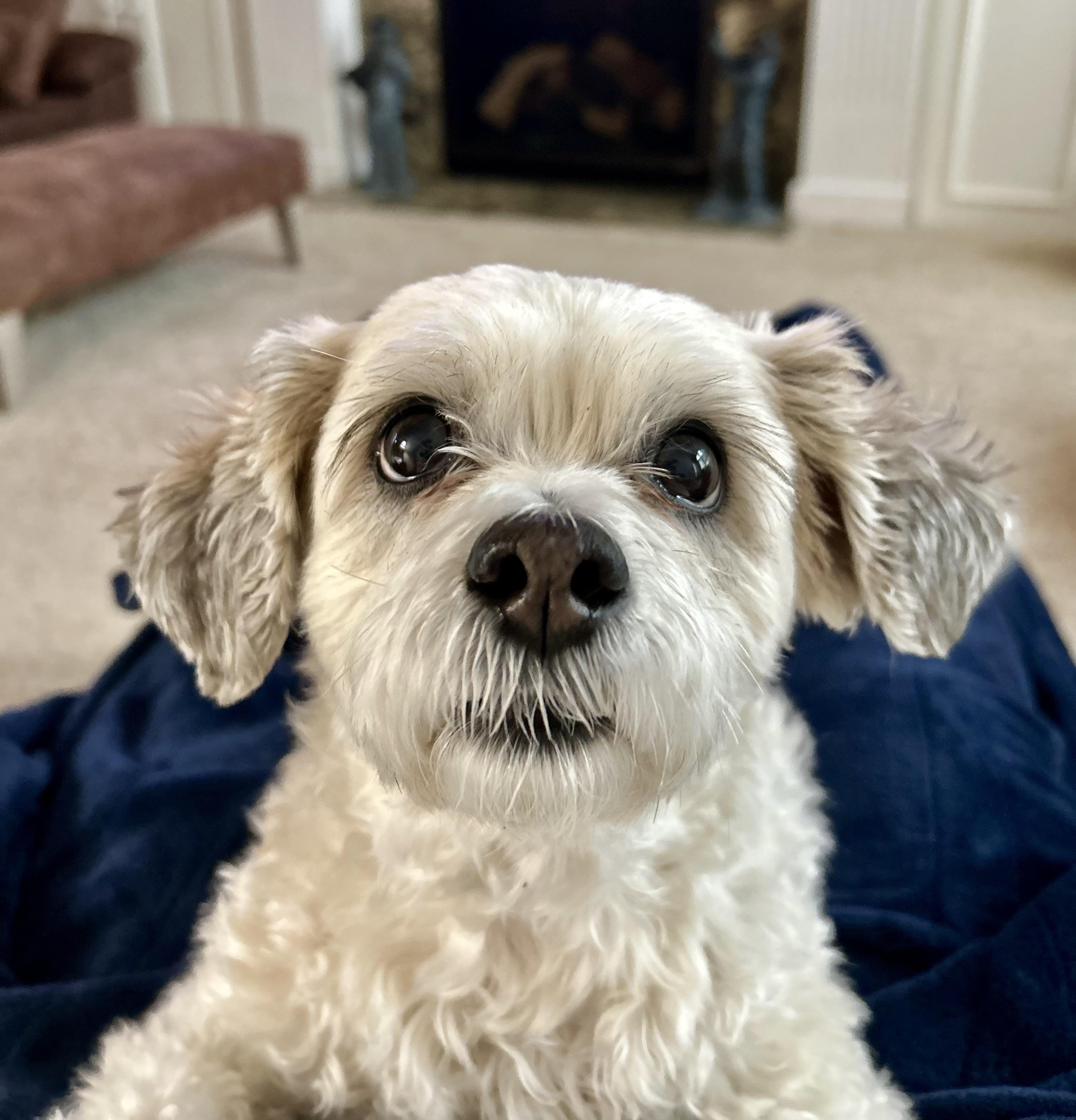 Adopt Diva Today - Pets TheCountyOffice