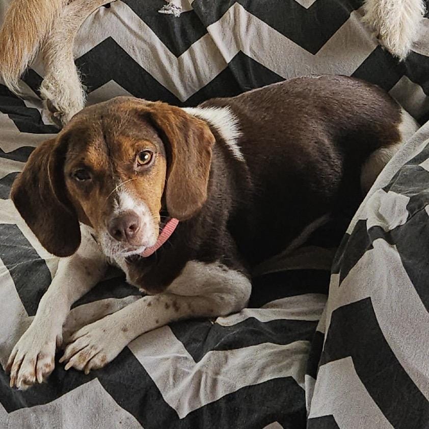 Adopt Nora *Adoption Fee Sponsored in Full* Today - Pets TheCountyOffice