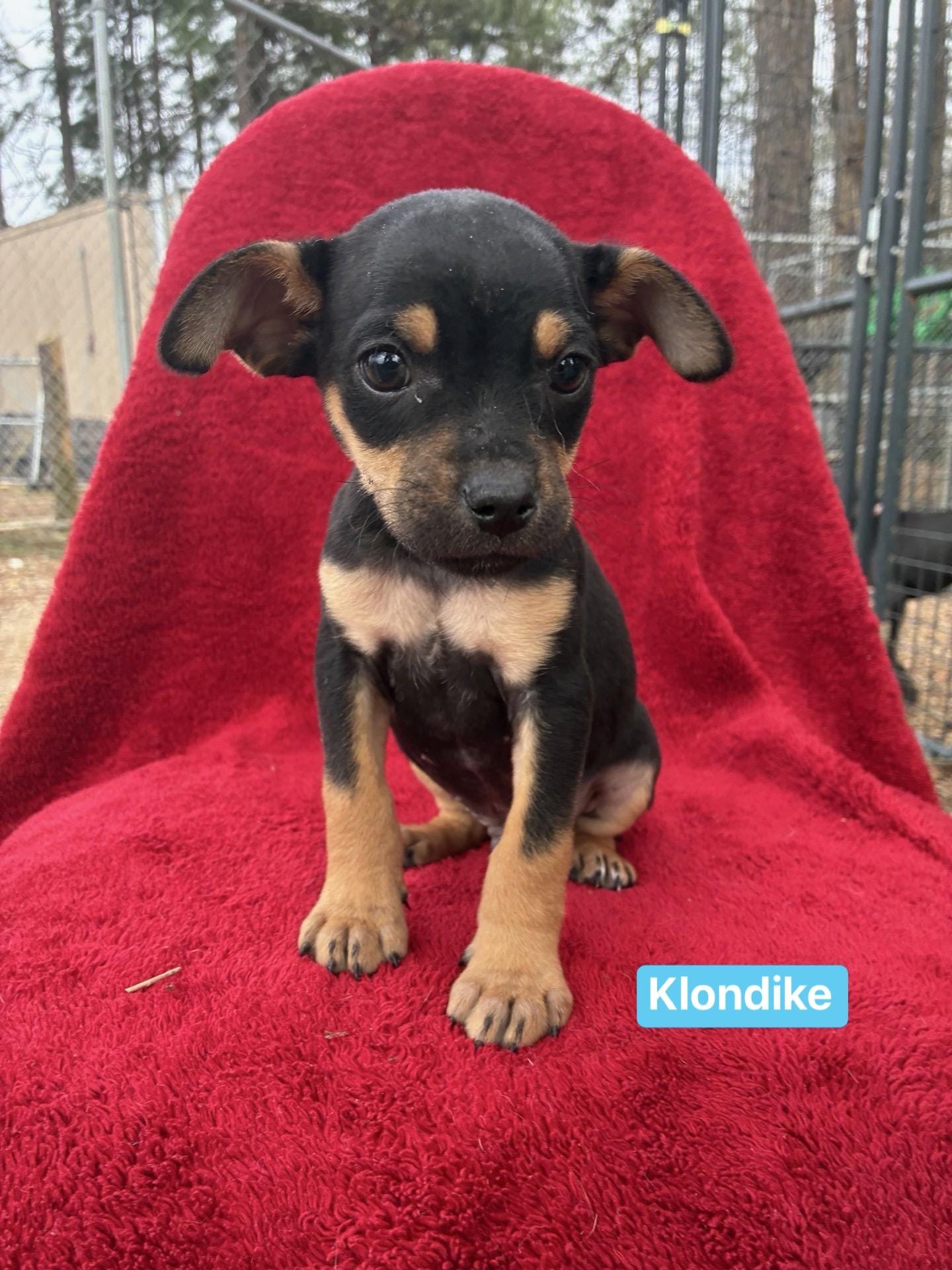 Adopt Piolin Today - Pets TheCountyOffice