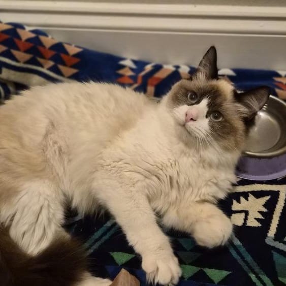 Adopt Violet Today - Pets TheCountyOffice